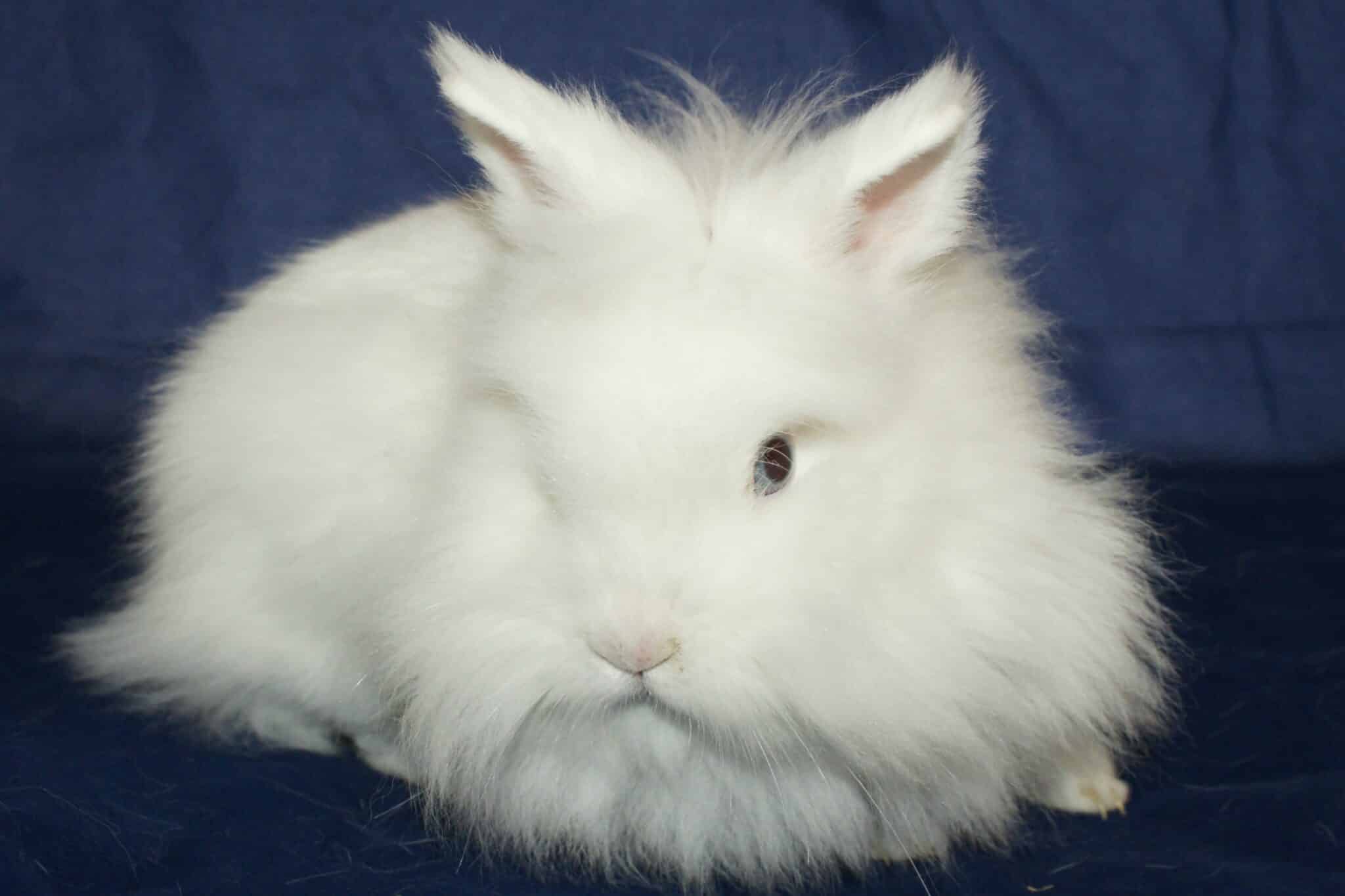 Skal du kastrere din hankanin og i givet fald hvornår? - Et godt dyre liv