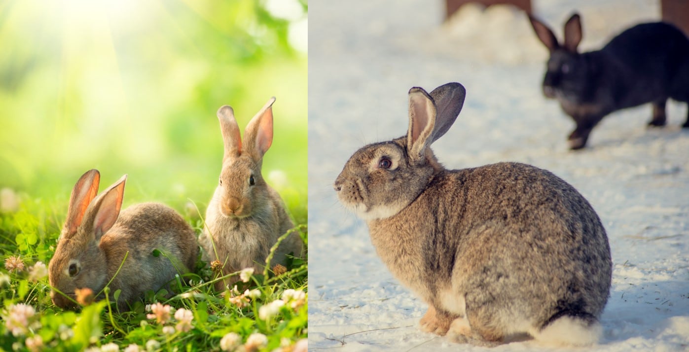 Vind og vejr - Et godt dyre liv