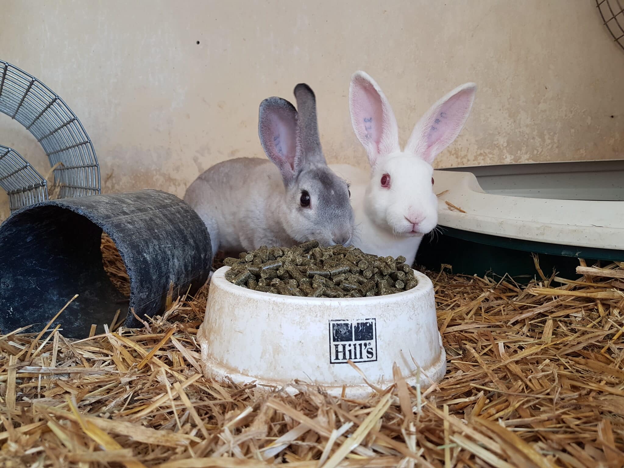 Jaaa så er det her. Vores eget kaninfoder. CUNI Apple premium - Et godt ...