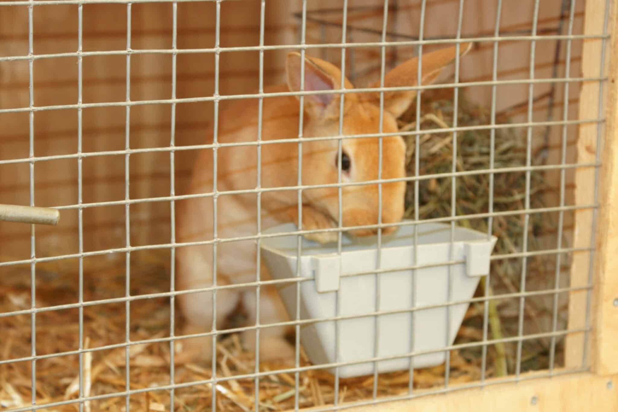 Gode råd ved køb af foderskål - Et godt dyre liv