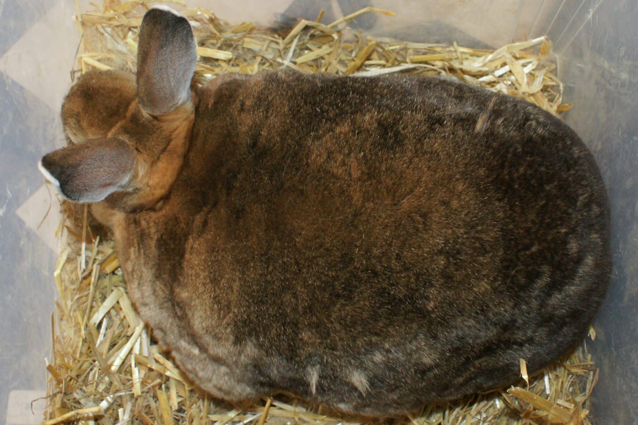 Sådan får du kaninen til at tabe sig i vægt - Et godt dyre liv